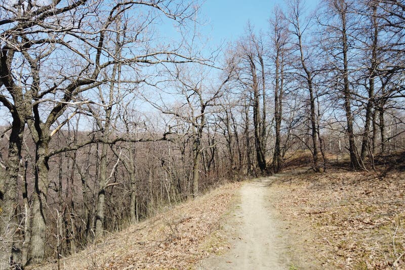 Forest Landscape in Early Spring. Bare Trees in March. Stock Photo ...
