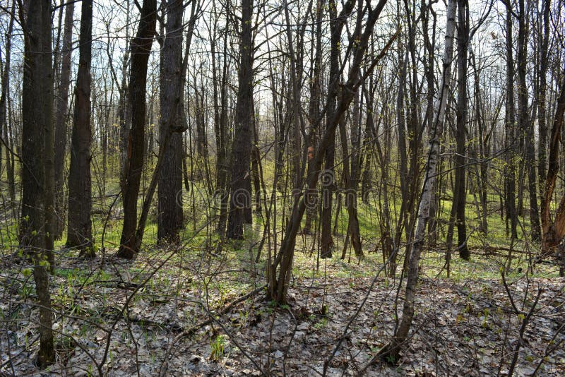 Forest Landscape in Early Spring with the First Grass Stock Photo ...