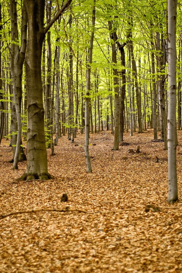 Forest landscape stock photo. Image of tree, early, walk - 31354090