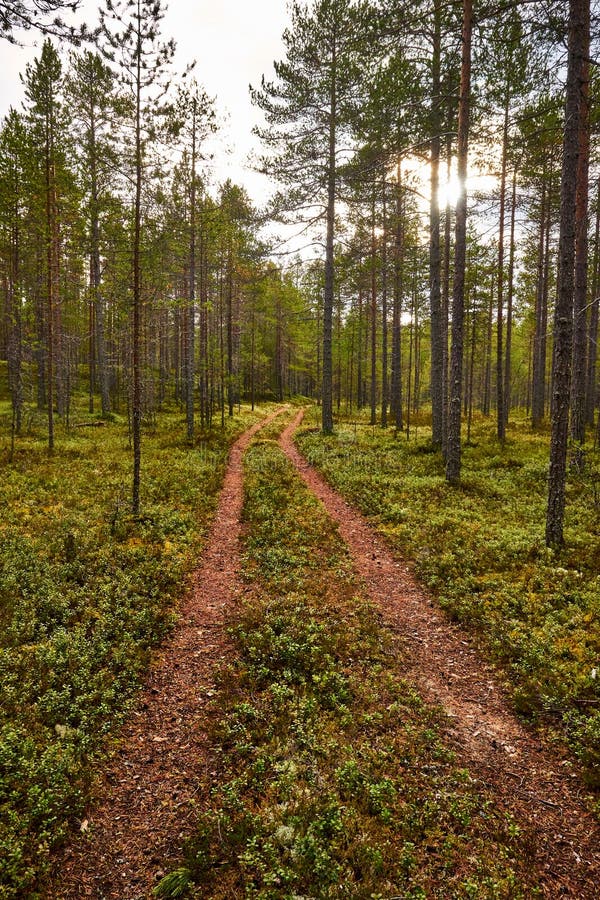Beautiful Path and Tracks in Forest Stock Image - Image of october ...