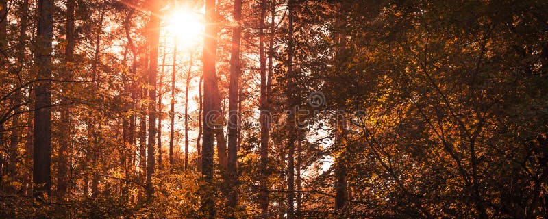 Forest Landscape in Fall, Panoramic Cut in Instagram Style Processing ...