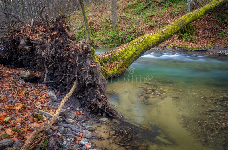 Forest landscape stock photo. Image of white, scenic - 300975330