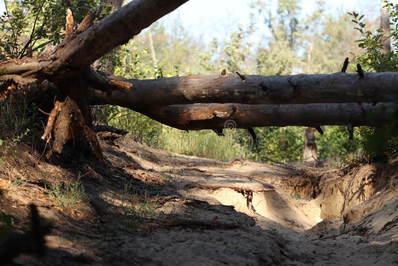 Forest landscape stock photo. Image of woods, summer - 228963924