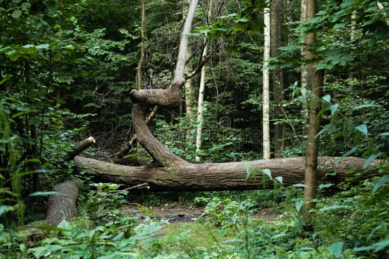 Forest Landscape, Fallen Tree Stock Photo - Image of woodland, nature ...