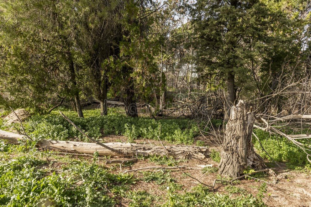 Forest Landscape with Fallen Trees Stock Photo - Image of drought, blue ...