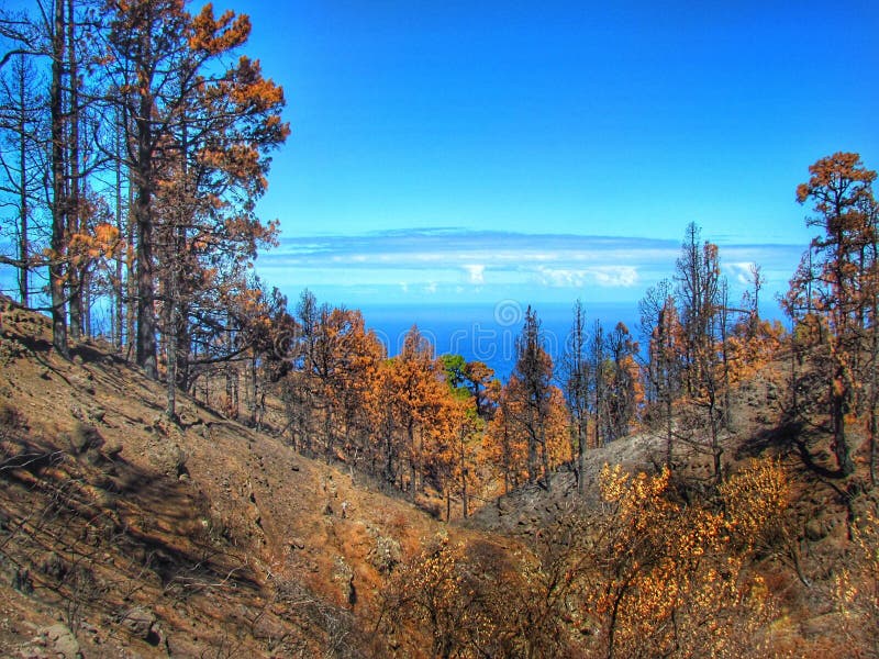 Forest Landscape after a Fire Stock Photo - Image of afterfire, flower ...