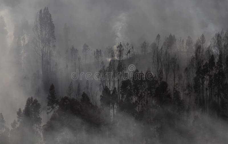 Forest Landscape after a Fire. Stock Image - Image of apocalypse, burnt ...