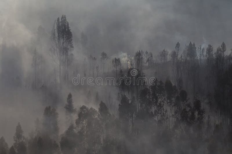 Forest Landscape after a Fire. Stock Photo - Image of disaster ...