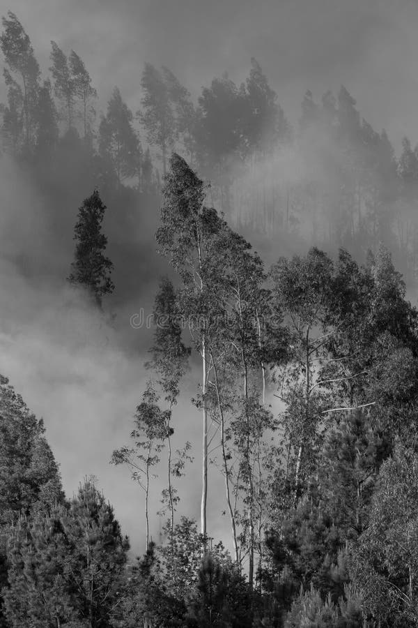 Forest Landscape after a Fire. Stock Photo - Image of apocalyptic ...