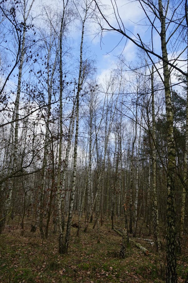 Winter Forest with Wind-blown Trees, Branches and Fall Foliage. Berlin ...