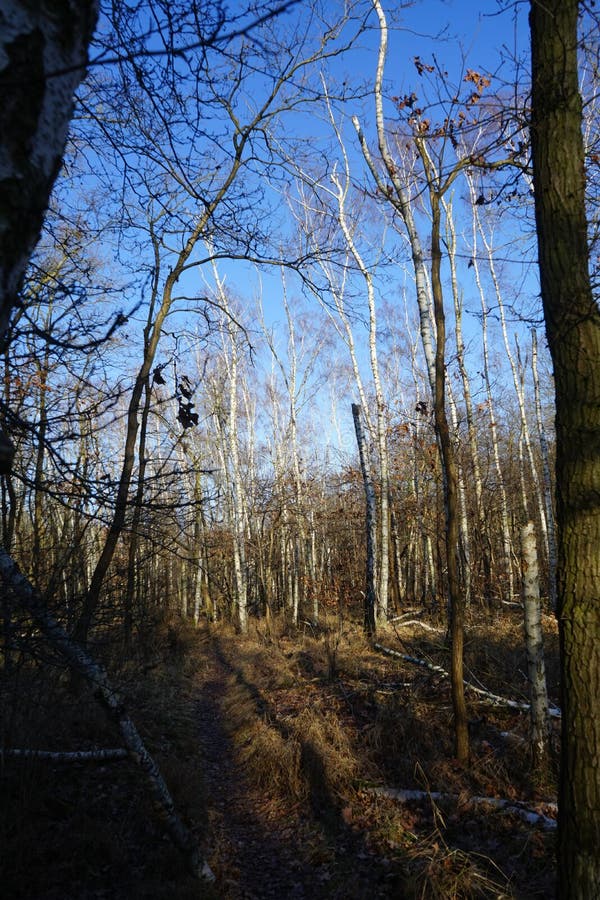 Winter Forest with Wind-blown Trees, Branches and Fall Foliage. Berlin ...