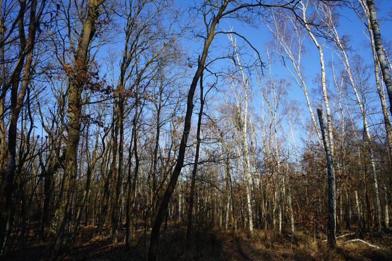 Winter Forest with Wind-blown Trees, Branches and Fall Foliage. Berlin ...