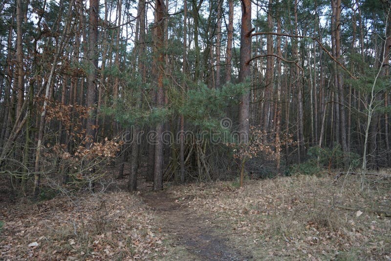 Winter Forest with Wind-blown Trees, Branches and Fall Foliage. Berlin ...