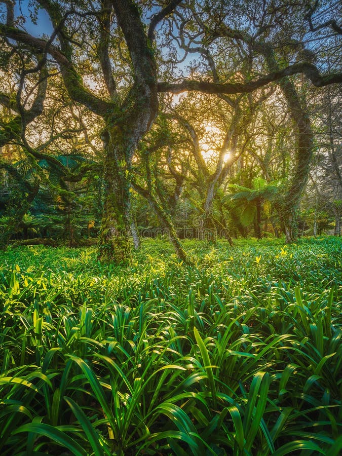 Forest Landscape with Grass Foreground and Trees at Dusk Stock Image ...