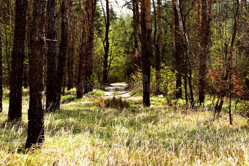 Mixed Forest in Early Spring and Footpath Stock Image - Image of ...