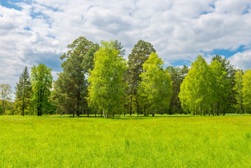 Forest Landscape and Green Field Stock Image - Image of tree, beautiful ...