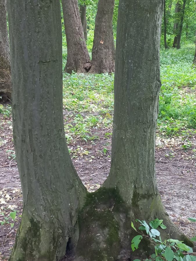 Forest Landscape. Grown Trunks. Two Trees in One. Stock Photo - Image ...