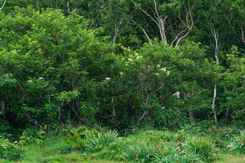 Forest Landscape of the Island of Kunashir, Flowering Shrub and ...