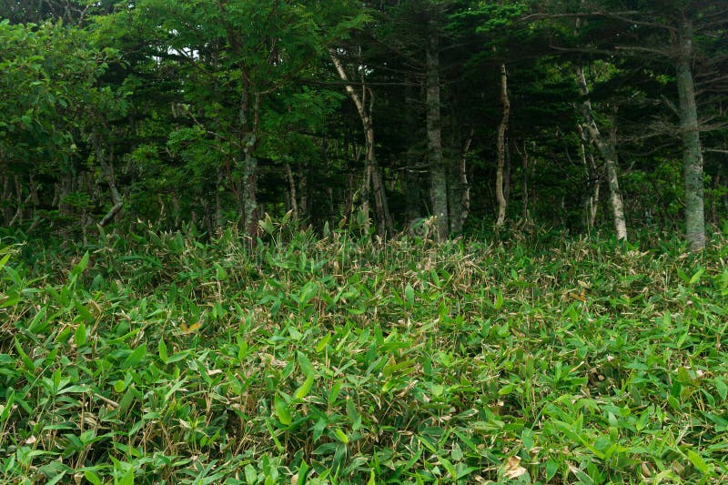 Forest Landscape of the Island of Kunashir, Twisted Trees and ...