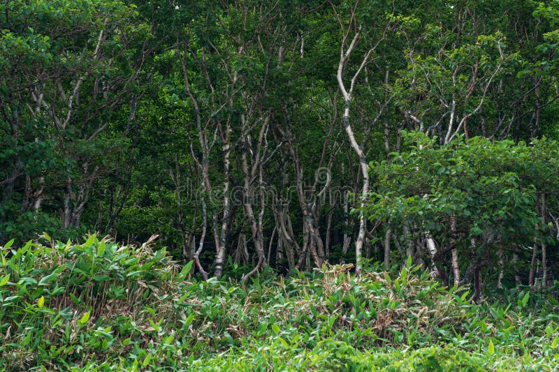 Forest Landscape of the Island of Kunashir, Twisted Trees and ...