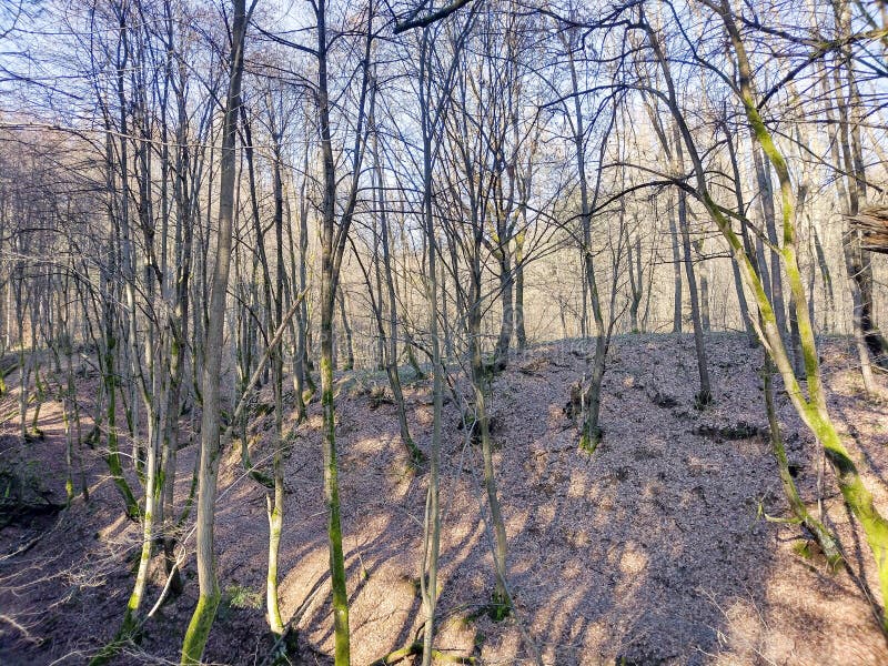 Forest Landscape in January in Maramures County, Romania Stock Image ...