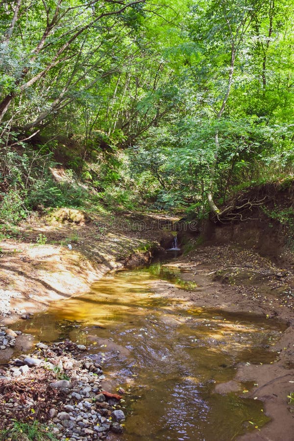 Forest Landscape with Lush Flora and a Small and Quiet Forest Stream ...
