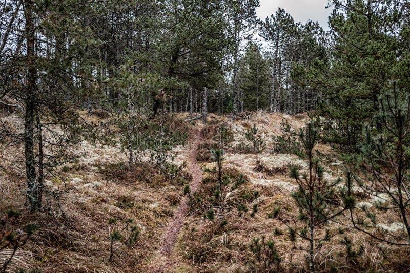 Forest Landscape with Lush Greenery and Natural Vegetation on an ...