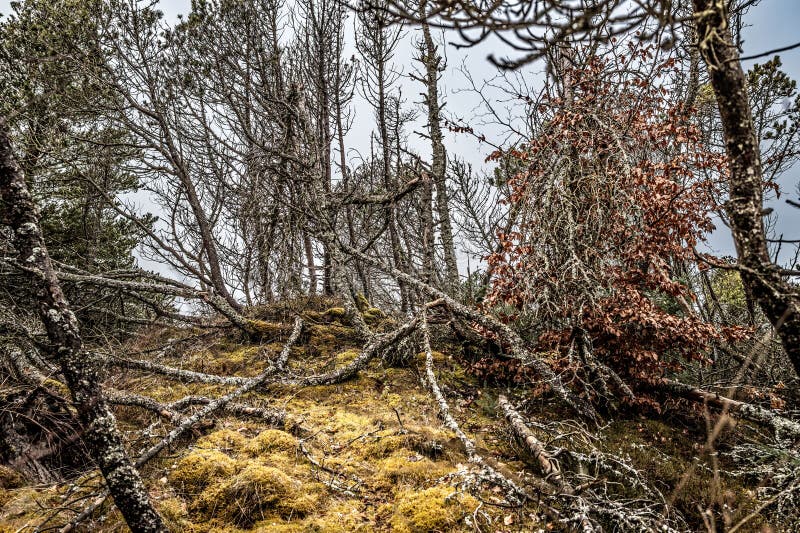 Forest Landscape with Lush Greenery and Natural Vegetation on an ...