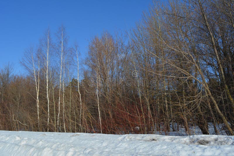 Forest Landscape in March. Bare Deciduous Forest and Snow on the Ground ...