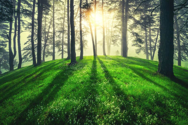 Forest Landscape and Morning Fog in Spring Stock Image - Image of ...