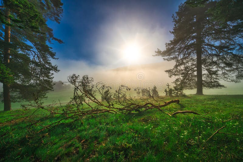 Forest Landscape and Morning Fog in Spring Stock Image - Image of ...