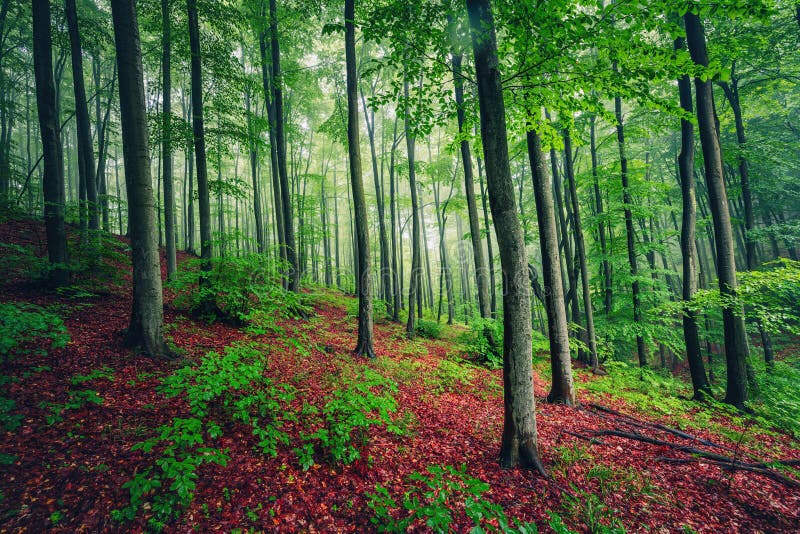 Forest Landscape and Morning Fog in Spring Deep Wood Stock Photo ...