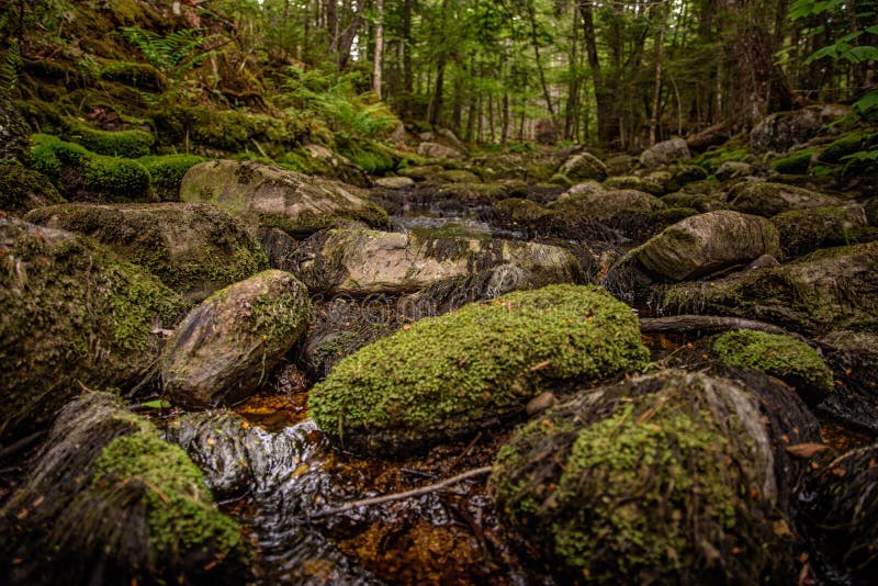 Forest Landscape with Mossy Rocks and Trees. Atlantic Canada Stock ...