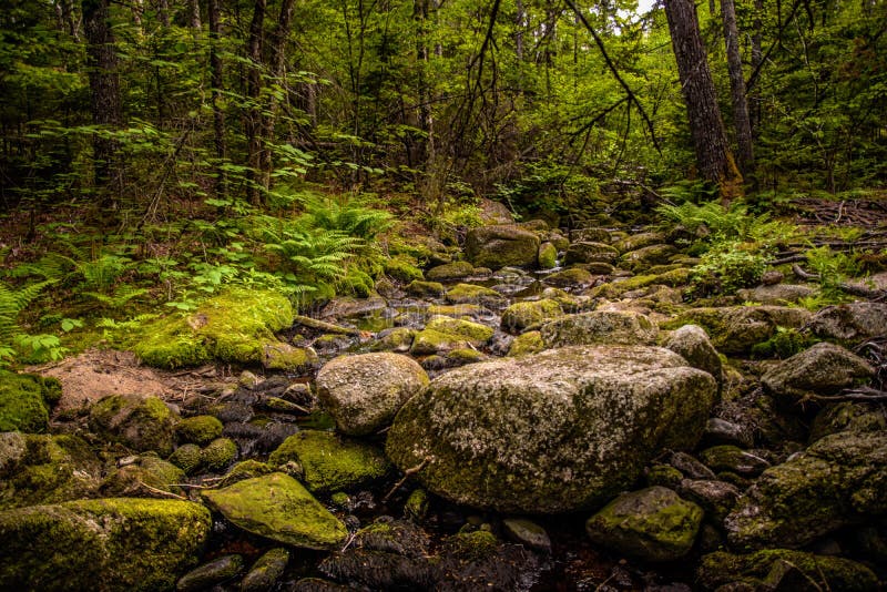 Forest Landscape with Mossy Rocks and Trees. Atlantic Canada Stock ...