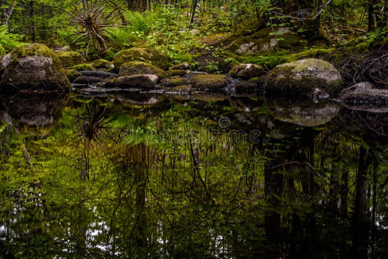 Forest Landscape with Mossy Rocks and Trees. Atlantic Canada Stock ...