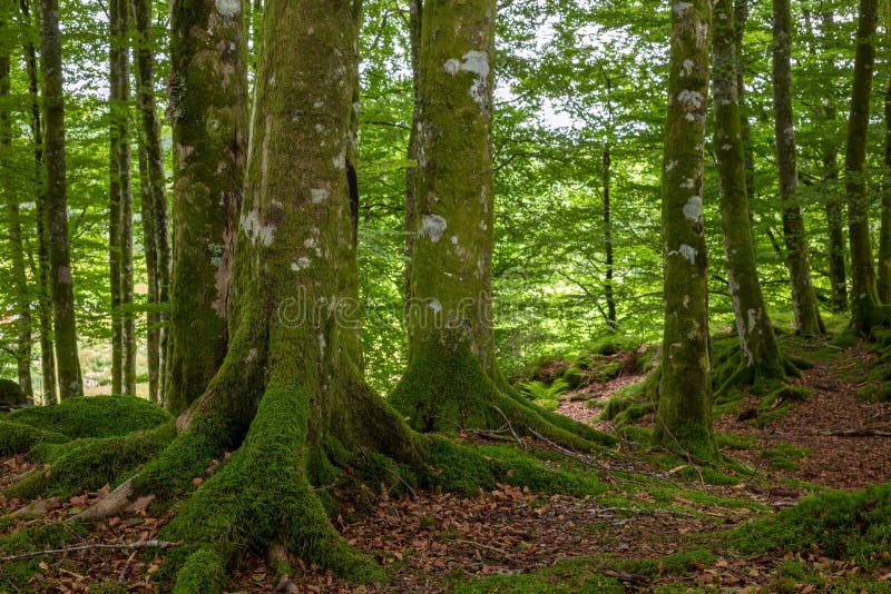 Forest Landscape with Mossy Trees Stock Photo - Image of landscape ...