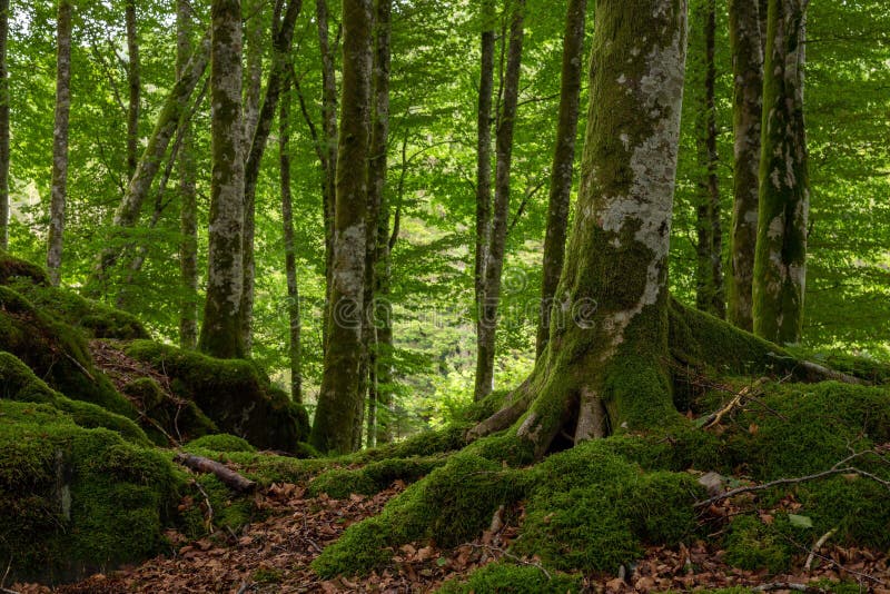 Forest Landscape with Mossy Trees Stock Image - Image of scenic, lush ...