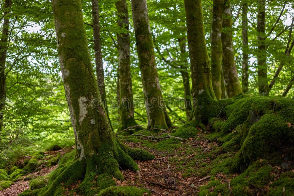 Forest Landscape with Mossy Trees Stock Image - Image of ecology, moss ...