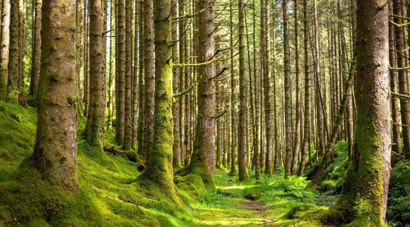 Forest Landscape with Mossy Trees Stock Photo - Image of growth ...