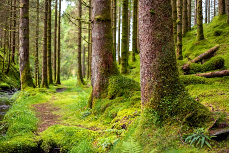 Forest Landscape with Mossy Trees Stock Photo - Image of wild, growth ...
