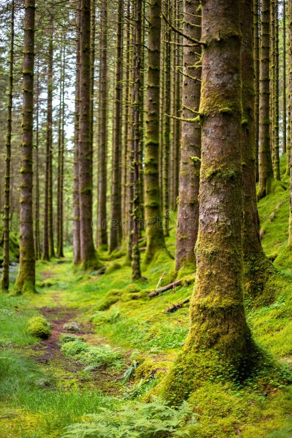 Forest Landscape with Mossy Trees Stock Image - Image of wild, moss ...