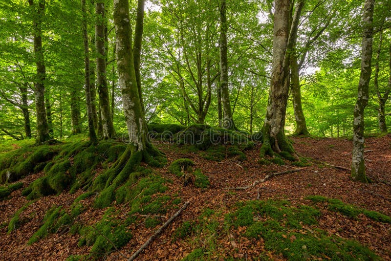 Forest Landscape with Mossy Trees Stock Photo - Image of summer ...