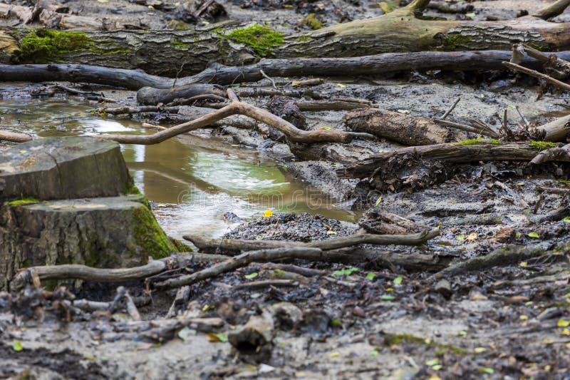 Forest Landscape. Muddy Path by Water Stock Image - Image of water ...