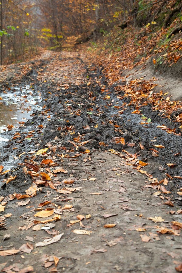 Forest Landscape with a Muddy Road Stock Image - Image of trail ...