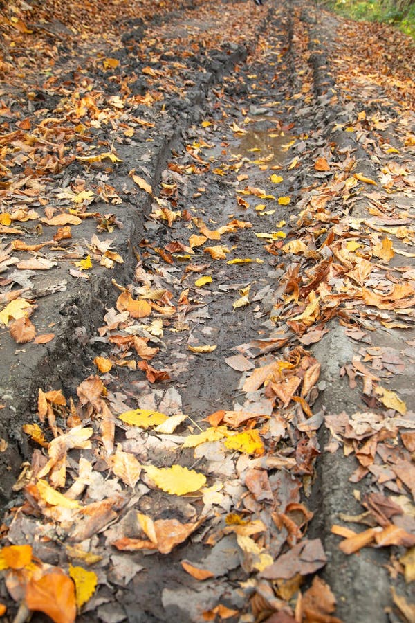 Forest Landscape with a Muddy Road Stock Photo - Image of landscape ...