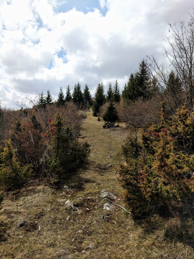 Forest stock photo. Image of rural, nature, forest, woods - 144733464