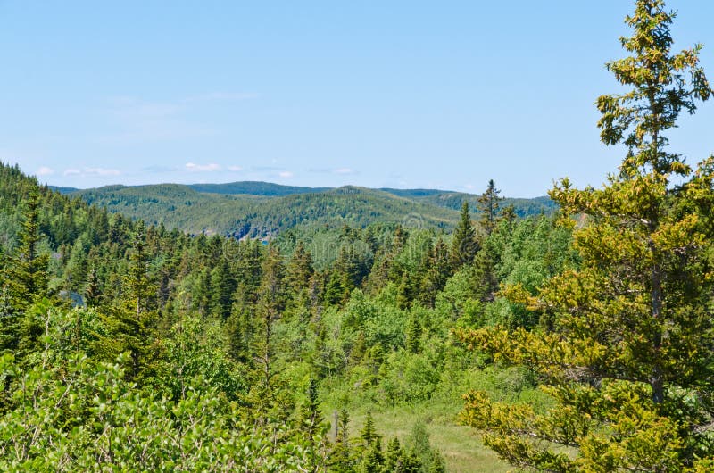Newfoundland landscape stock image. Image of wild, forest - 15471419