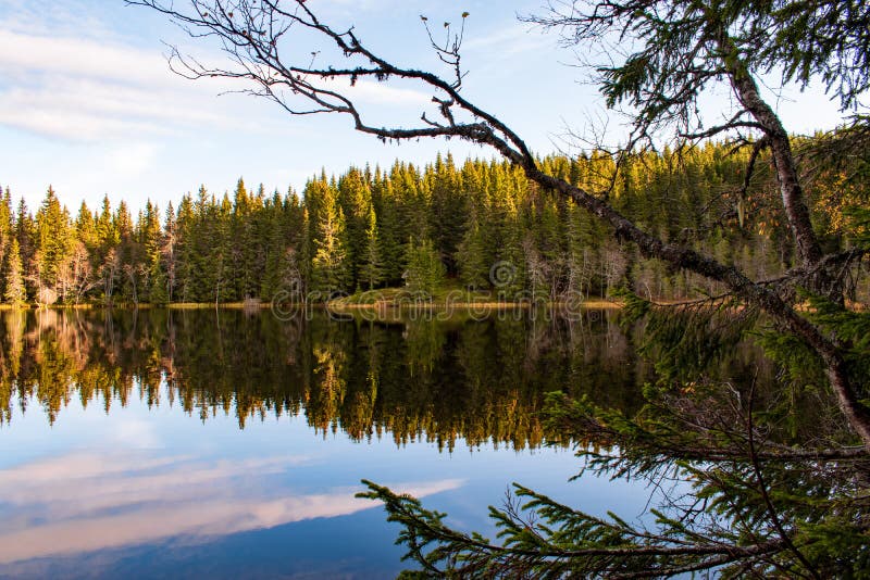 Forest landscape in Norway stock image. Image of woodland - 200395811