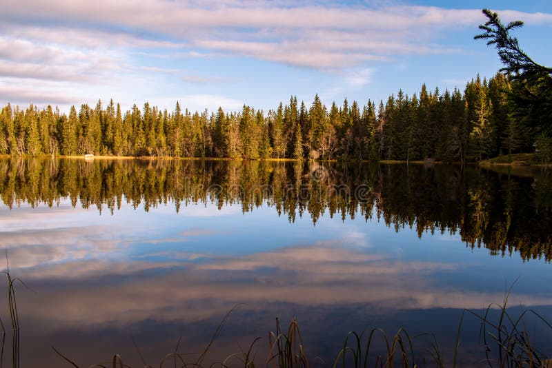 Forest landscape in Norway stock image. Image of dawn - 200396317
