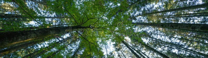 Forest Landscape Panorama Background - Beech Trees in the Forest ...